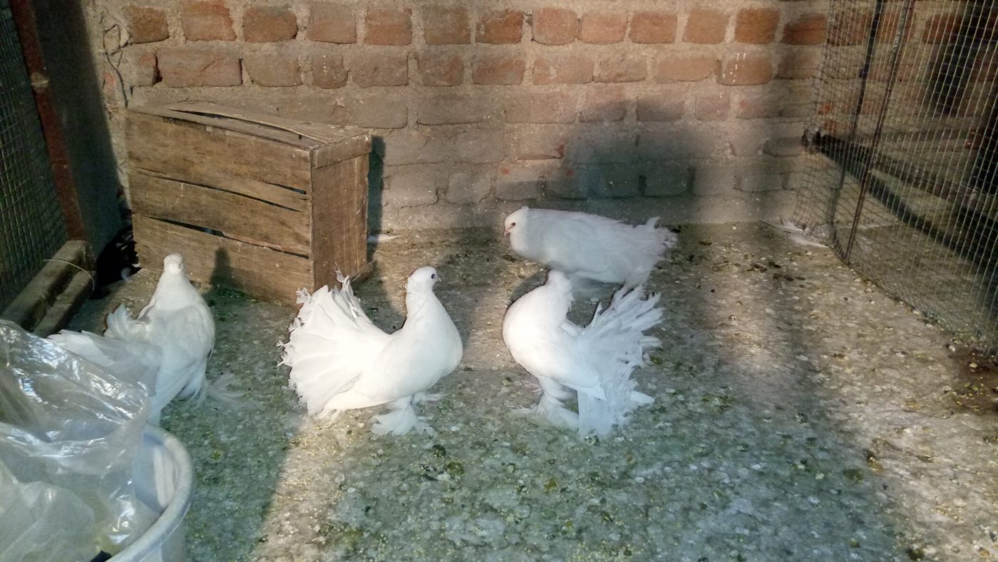 Fantail Two Feather (Hyderabad Only) – Pet at Door